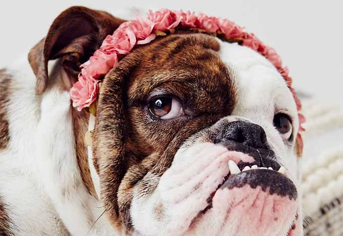Monday Must Haves: My Fur-Baby Favorites - Erika Altes | Whiskey & Lace ...