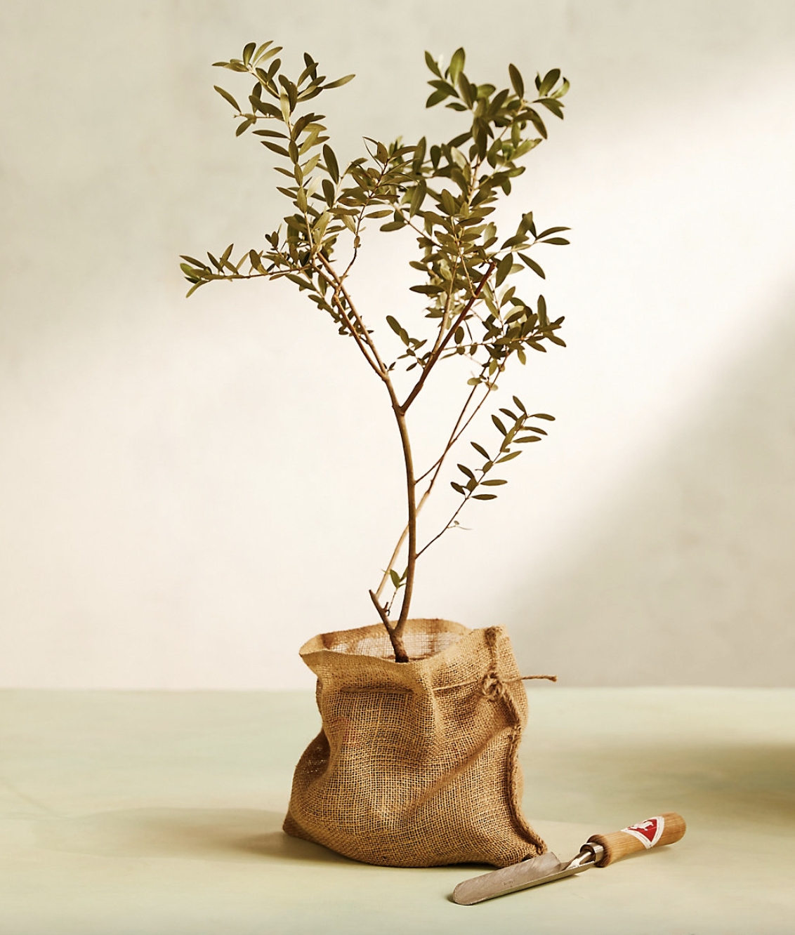 spring-home-decor-ideas-olive-tree - Erika Altes | Whiskey & Lace Blog